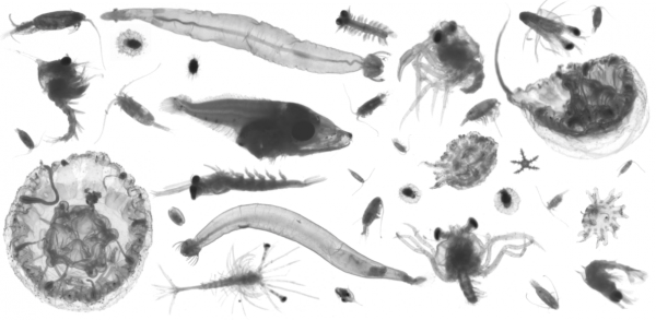 EcoTaxa | JERICO Research Infrastructure