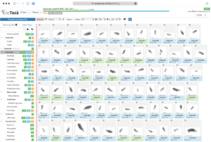 JERICO-RI offers Virtual Access to EcoTaxa, a web application for ...
